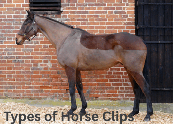 Types of Horse Clips: Best Clipping Styles for Every Horse