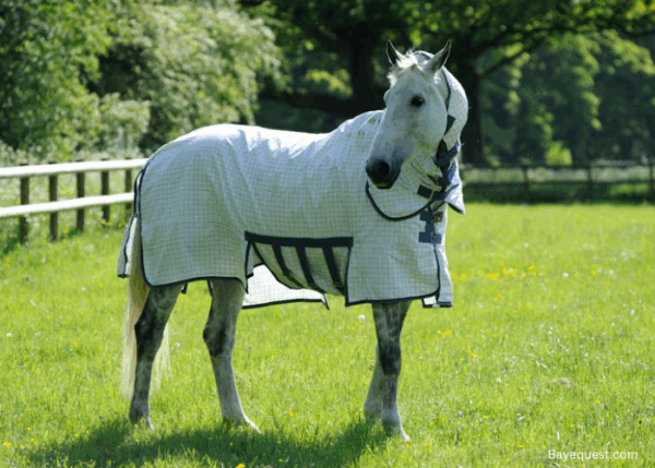 13 Best Fly Sheets for Horses for May 2026