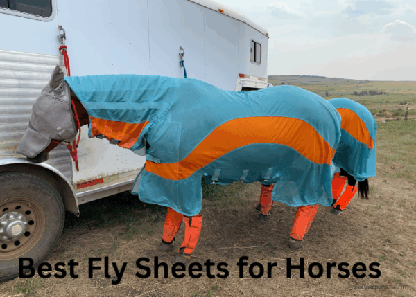 13 Best Fly Sheets for Horses for May 2026
