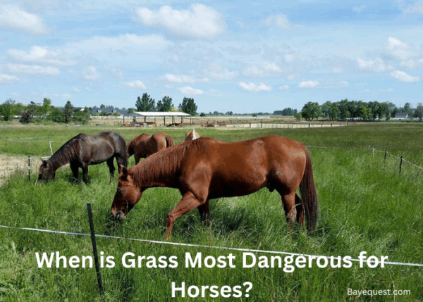 When is Grass Most Dangerous for Horses? Key Risks Explained