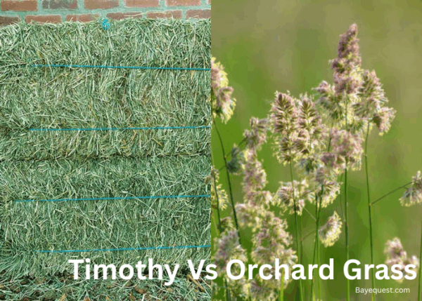 Timothy Vs Orchard Hay: Which is Better for Your Horse?
