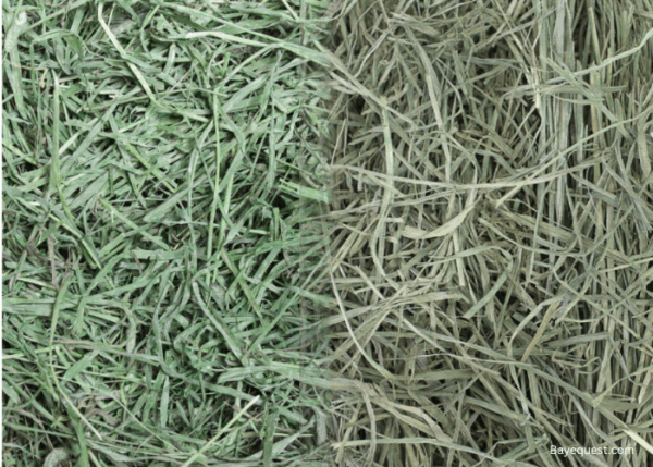 Timothy Vs Orchard Hay: Which is Better for Your Horse?