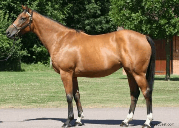 Sire and Dam Meaning: Horse Pedigree 101