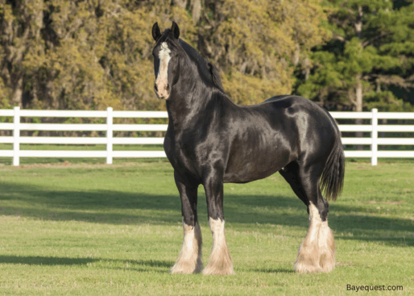 Sire and Dam Meaning: Horse Pedigree 101