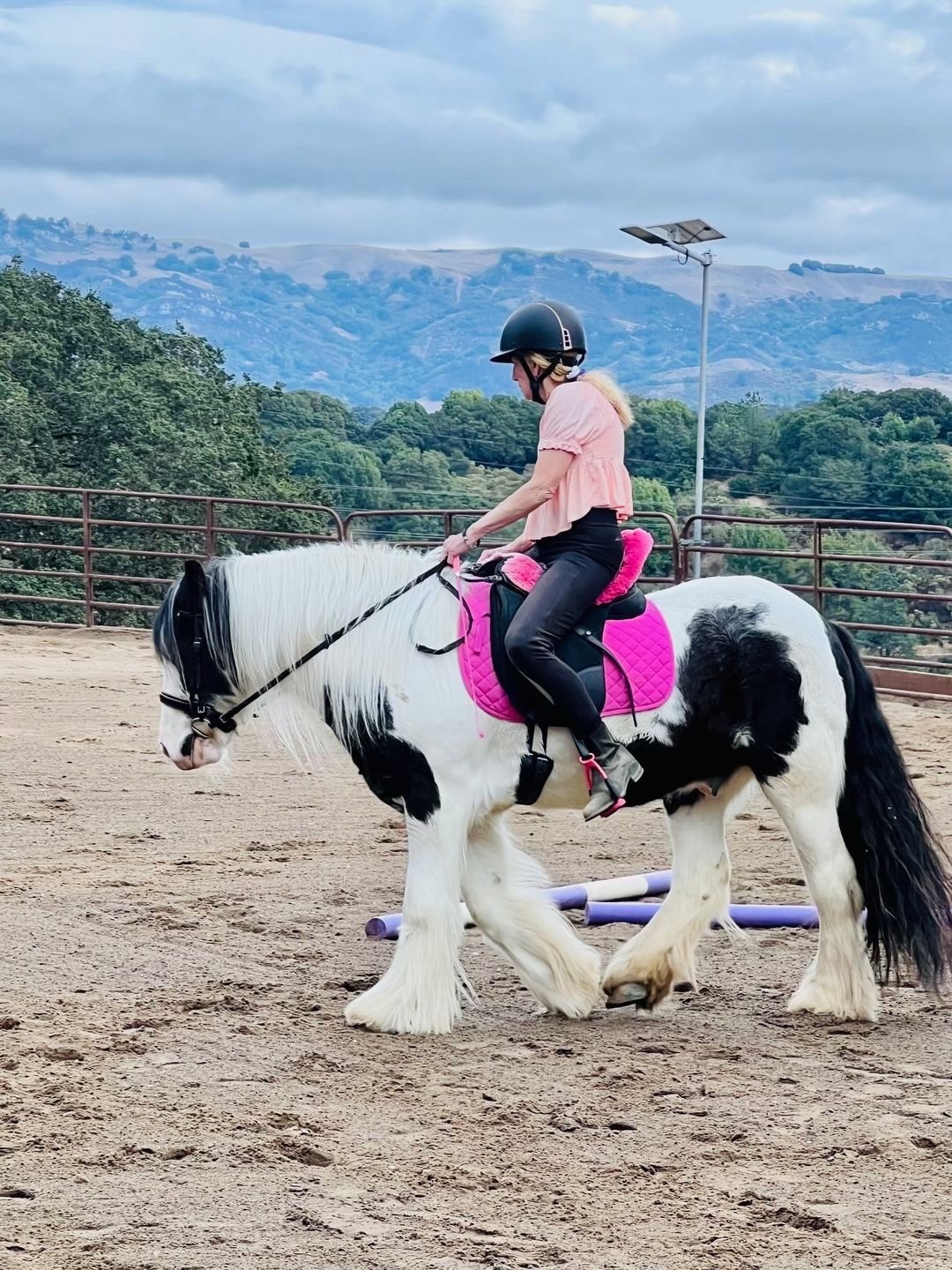 GYPSY VANNER FOR PARTIAL LEASE - Bay Area Equestrian Network